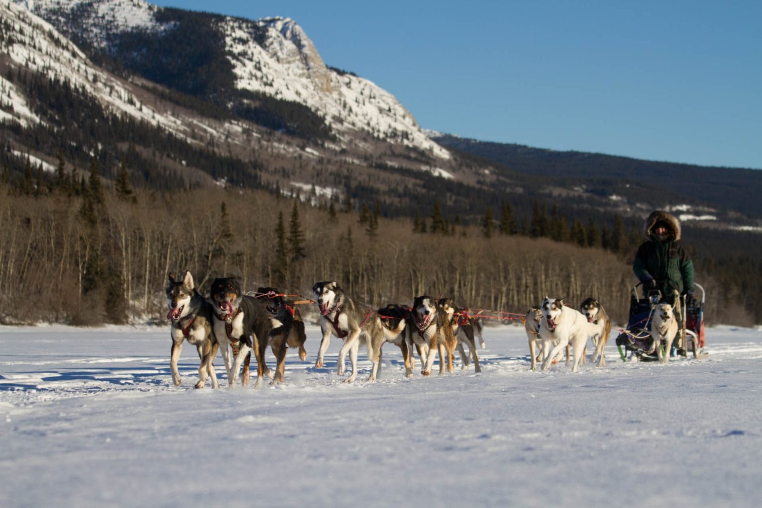 Winter Mushing Tours - Tagish Lake Kennel (867-332-2768)