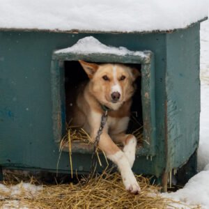 Sponsor a TLK Dog - Michelle Phillips & Ed Hopkins