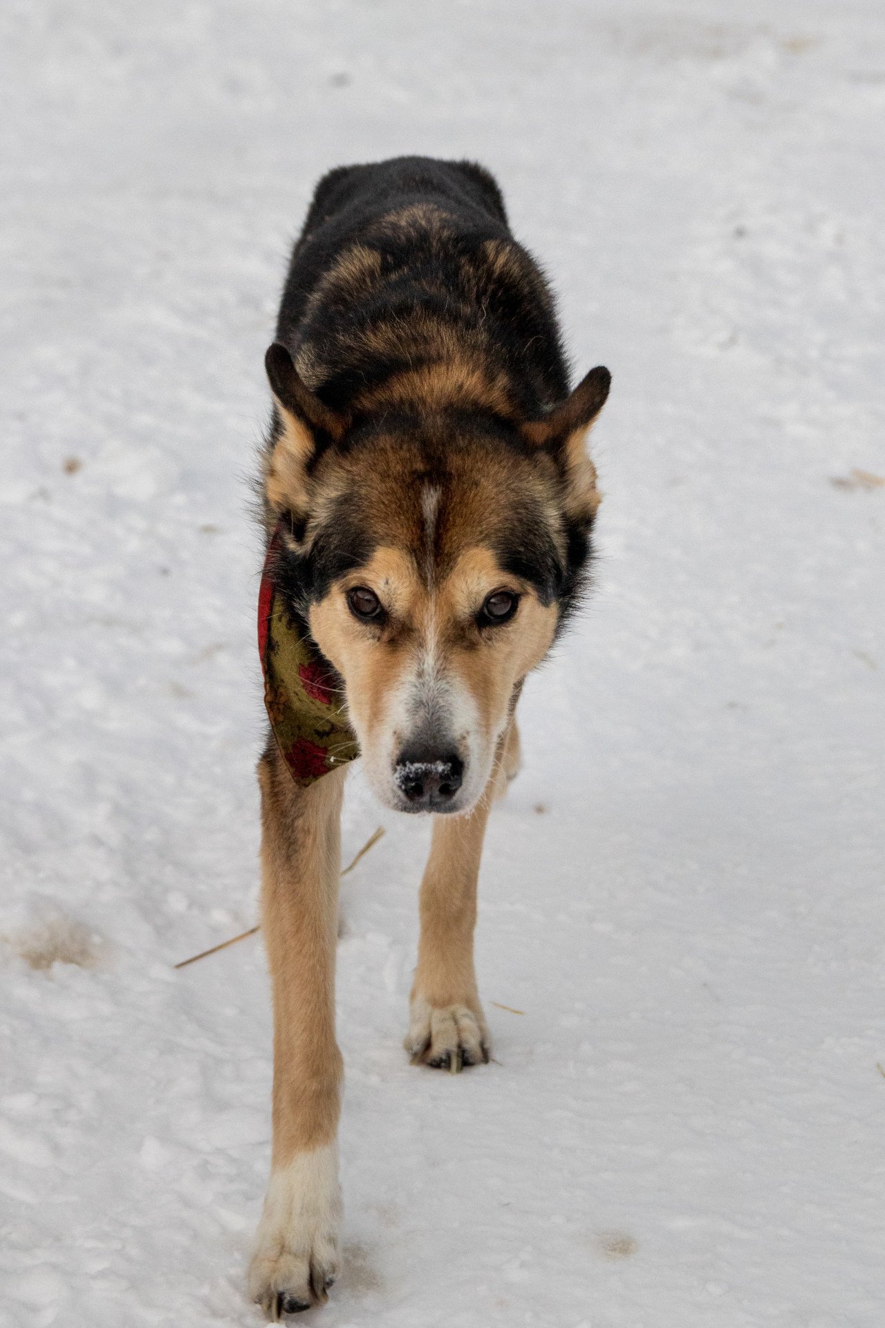 Sponsor a TLK Dog - Michelle Phillips & Ed Hopkins